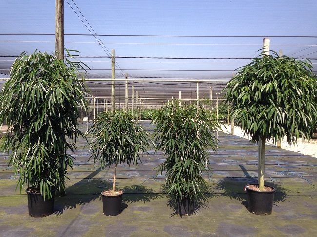 Ficus binnendijkii 'Alii', Ficus maclellandii 'Alii' | PlantVine