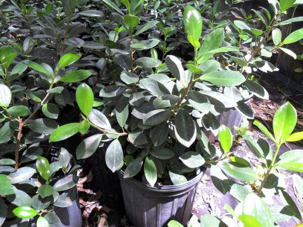 Ficus ‘Green Island’ | PlantVine