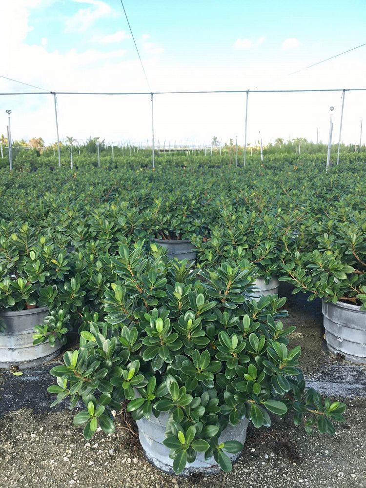 Ficus microcarpa 'Green Island', Ficus 'Green Island' | PlantVine