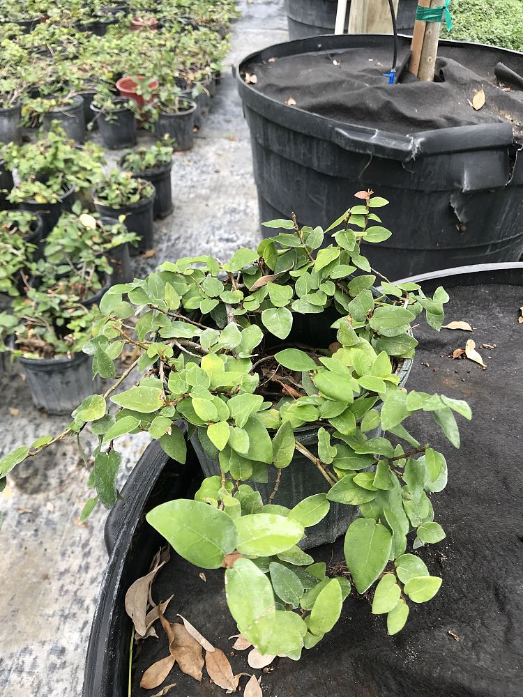 Ficus pumila, Ficus repens, Creeping Fig Ivy | PlantVine