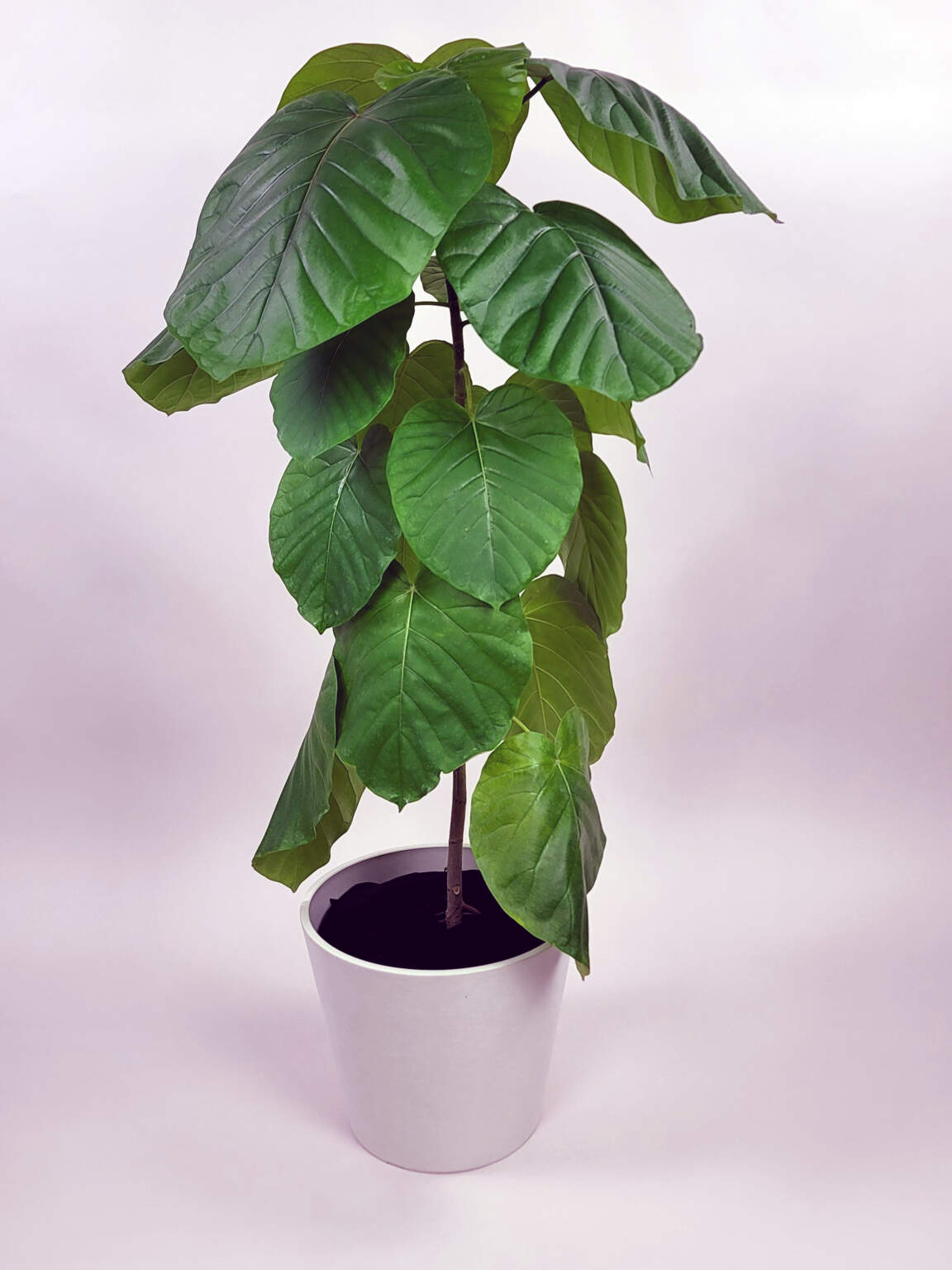 Ficus Umbellata | PlantVine