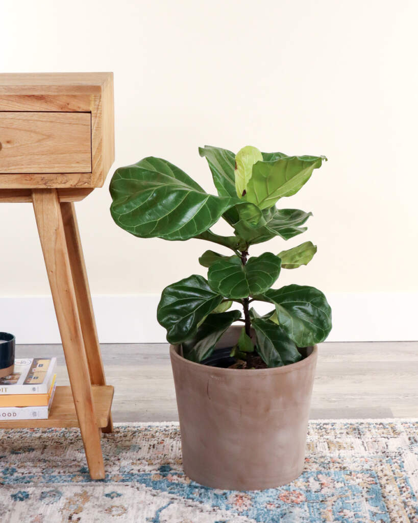 Buy Fiddle Leaf Fig, Ficus Lyrata Plant For Indoors/Outdoors