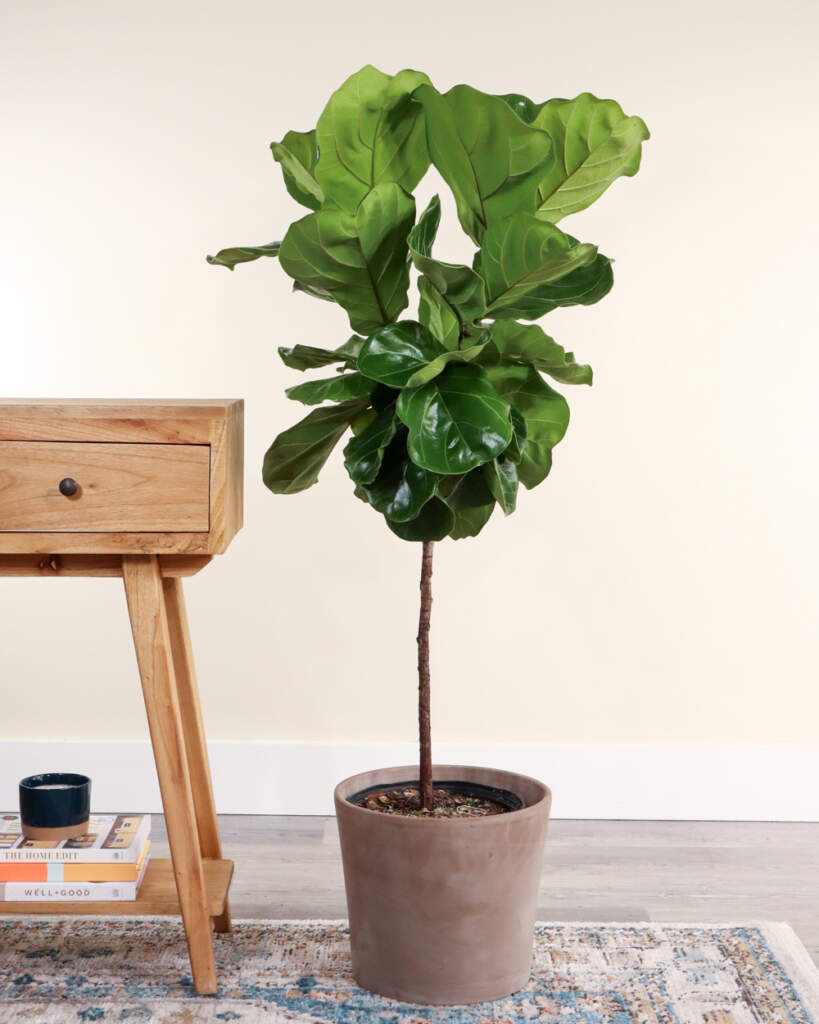 Buy Fiddle Leaf Fig, Ficus Lyrata Plant For Indoors/Outdoors