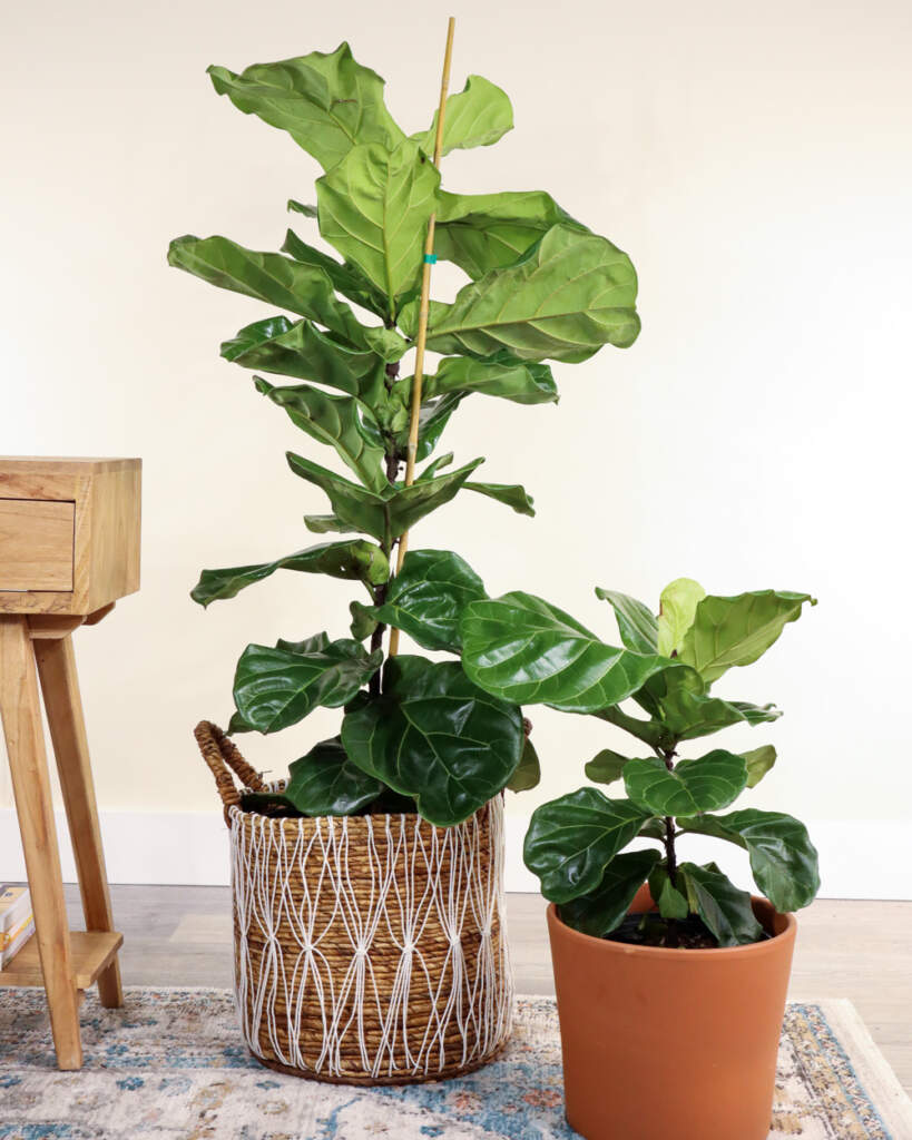 Buy Fiddle Leaf Fig, Ficus Lyrata Plant For Indoors/Outdoors