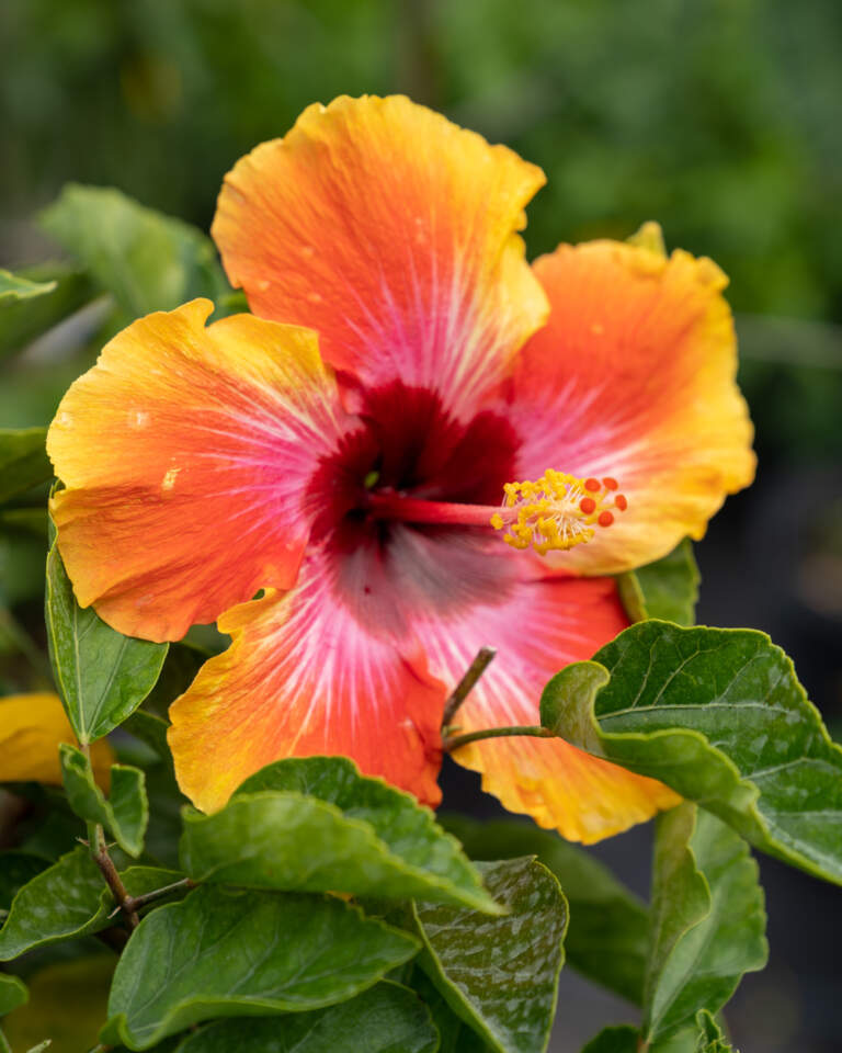 Tropical Hibiscus ‘Fiesta’ | PlantVine