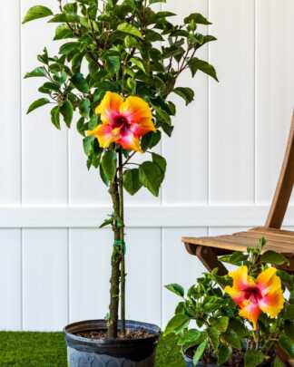 Tropical Hibiscus ‘Fiesta’ | PlantVine