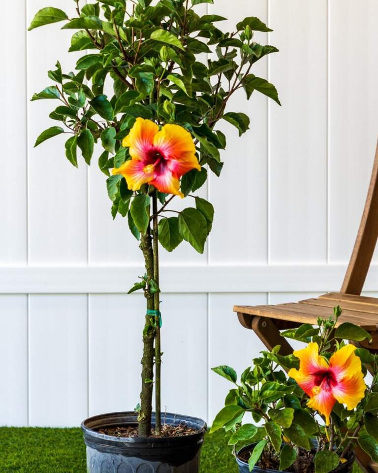 Tropical Hibiscus ‘Fiesta’ | PlantVine