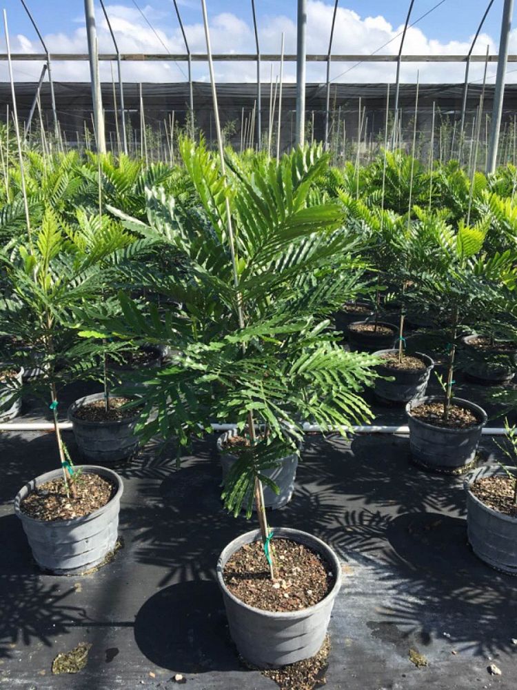 Filicium decipiens, Japanese Fern Tree | PlantVine