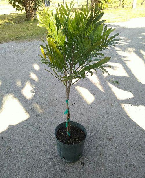 Filicium decipiens, Japanese Fern Tree | PlantVine