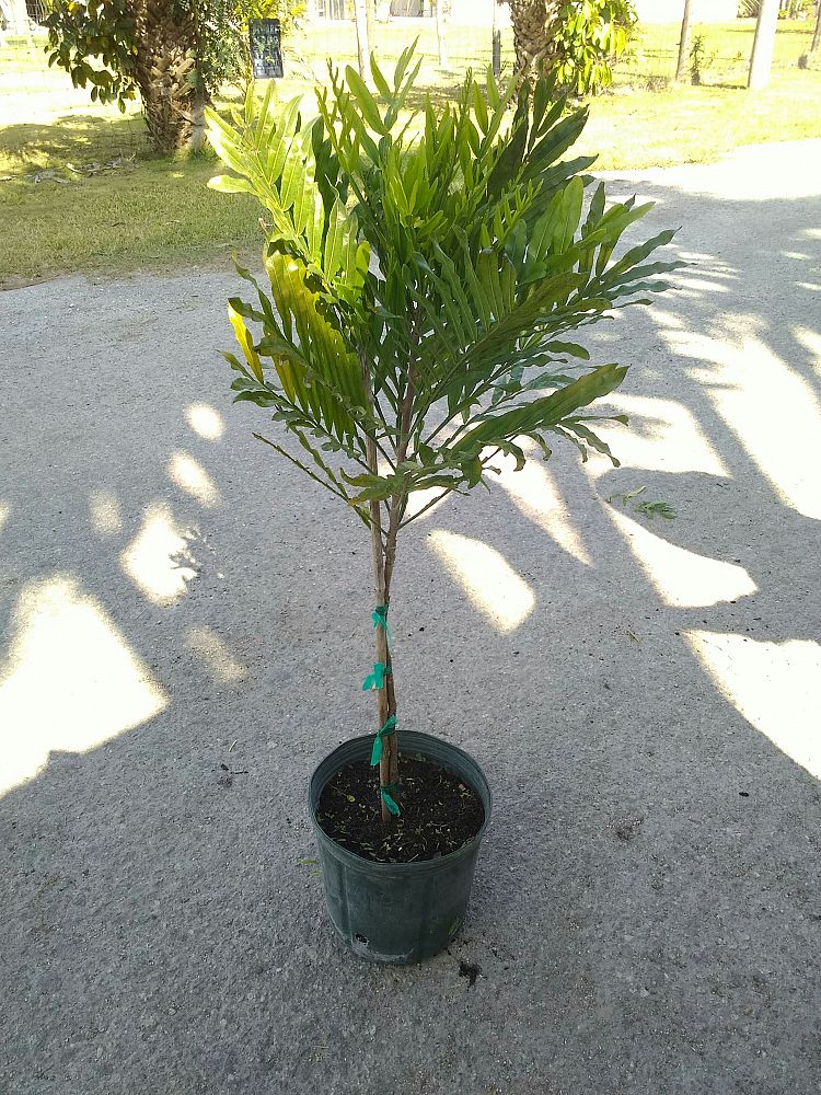 Buy Filicium decipiens, Japanese Fern Tree | Free Shipping over $100