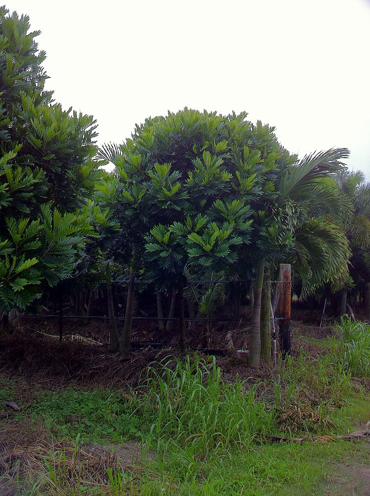 Filicium decipiens, Japanese Fern Tree | PlantVine