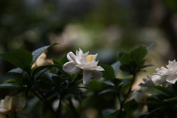 The Science of Blooms: Encouraging your Flowering Plants | PlantVine