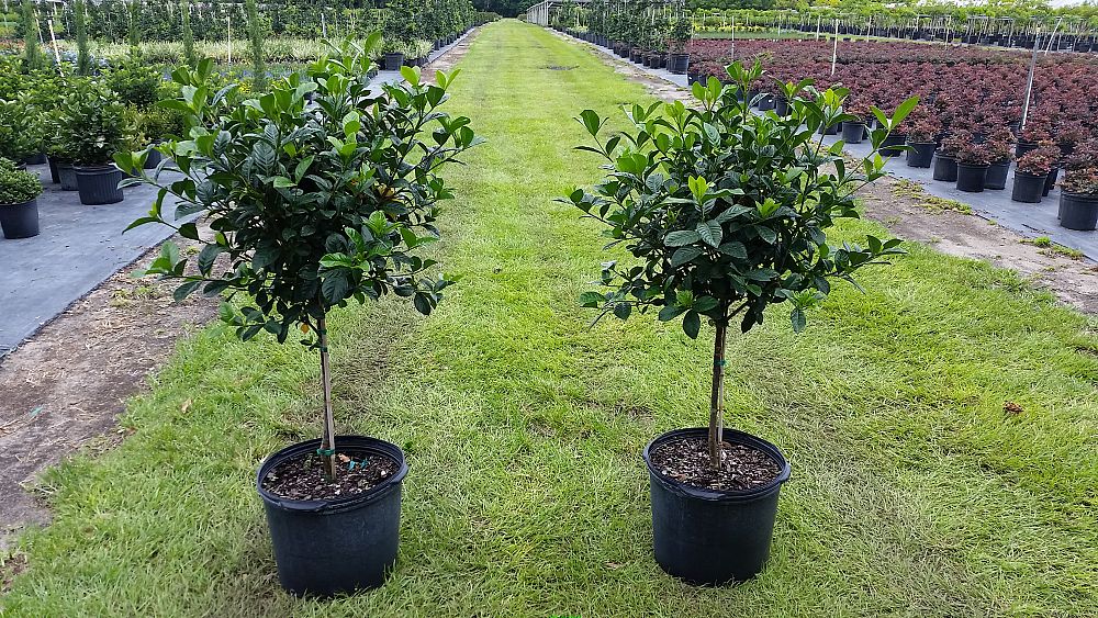 Gardenia jasminoides ‘Aimee Yashioka’, Cape Jasmine, Gandharaj ...