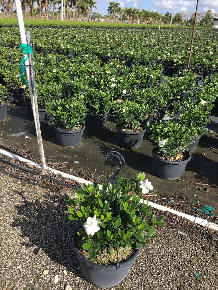Gardenia jasminoides 'Buttons', Cape Jasmine, Gandharaj, Gardenia ...