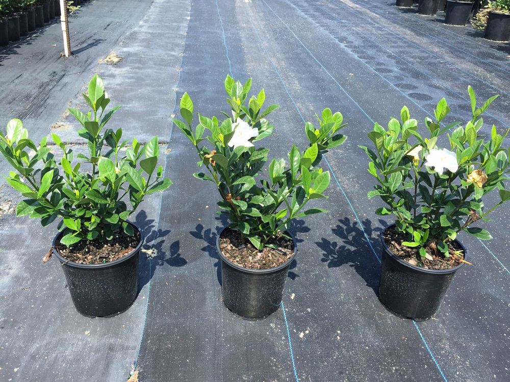 Gardenia jasminoides 'Buttons', Cape Jasmine, Gandharaj, Gardenia ...