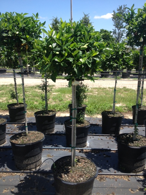 Gardenia jasminoides 'Miami Supreme', Cape Jasmine, Gandharaj, Gardenia ...