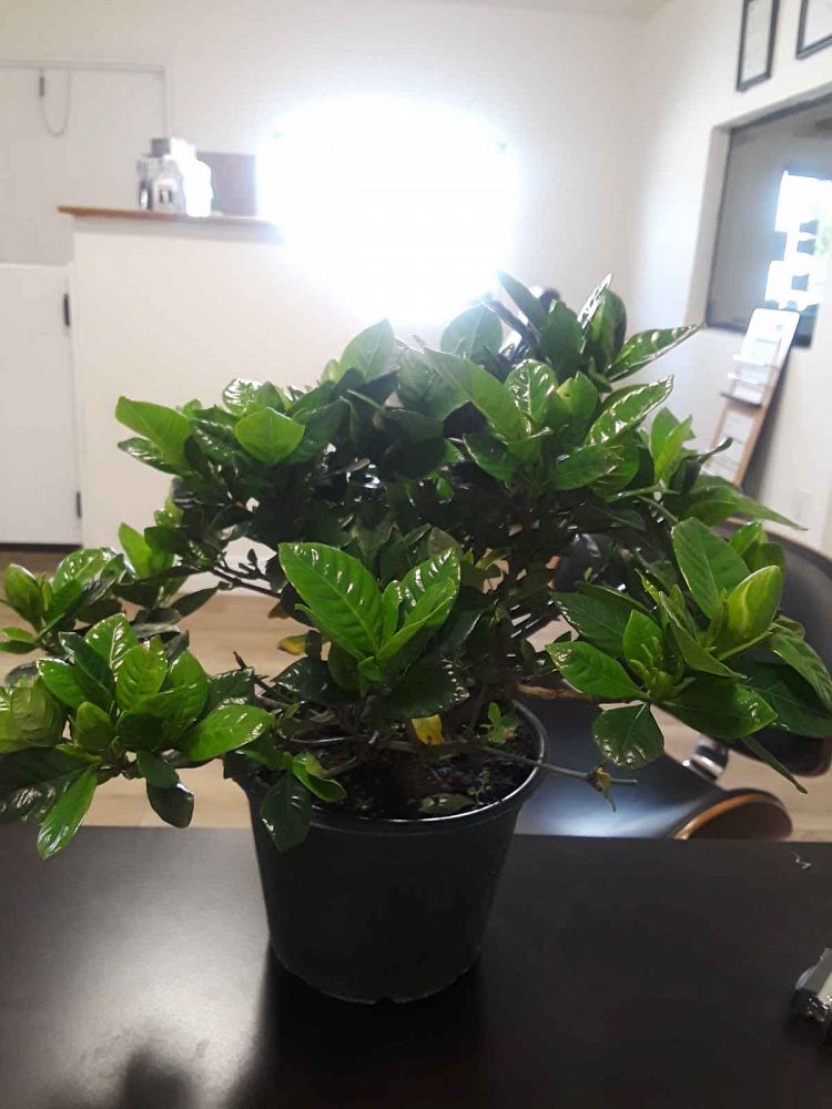 Gardenia jasminoides 'Miami Supreme', Cape Jasmine, Gandharaj, Gardenia ...