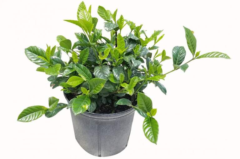 Miami Supreme Gardenia | PlantVine