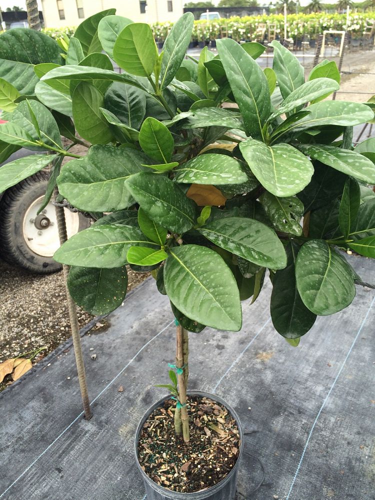 Gardenia taitensis, Tahitian Gardenia – Tree or Bush | PlantVine