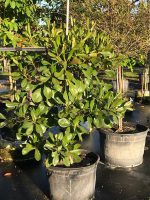 Gardenia taitensis, Tahitian Gardenia – Tree or Bush | PlantVine