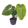 Buy Philodendron gloriosum, Philodendron gloriosum | Free Shipping over ...