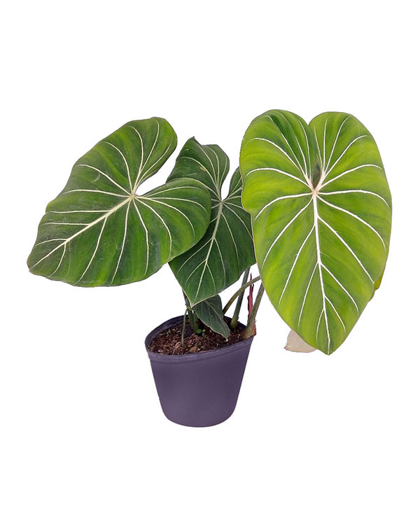 Buy Philodendron gloriosum, Philodendron gloriosum | Free Shipping over ...