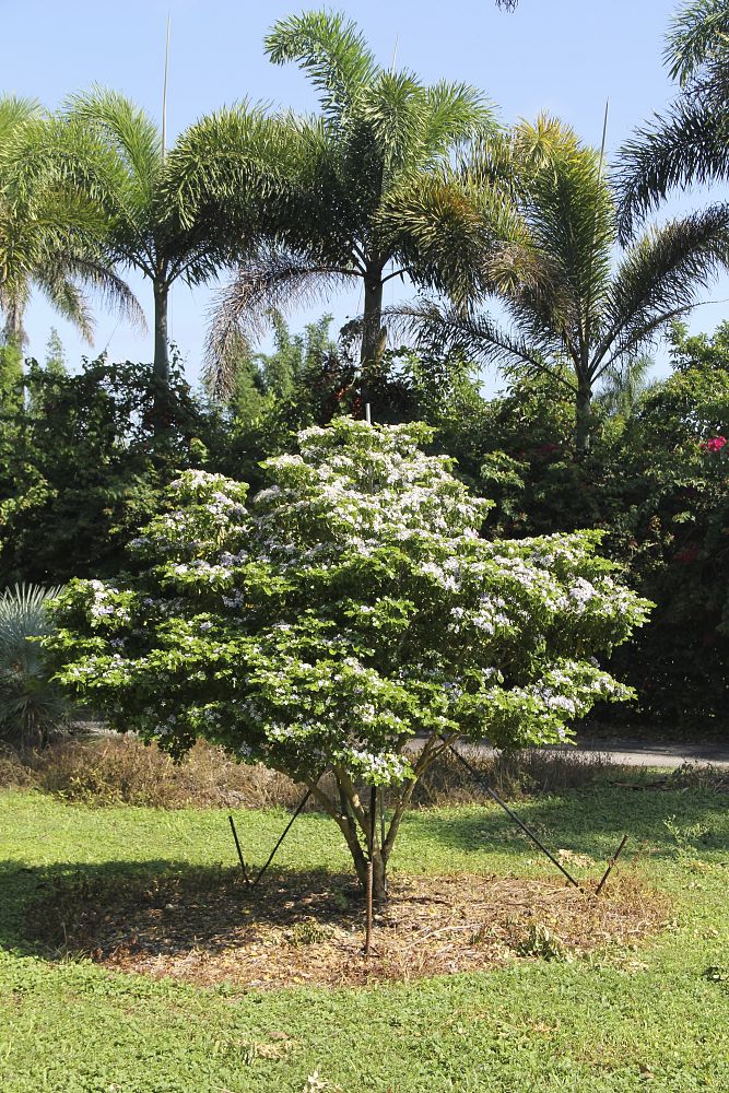 Buy Guaiacum officinale, Lignum Vitae | Free Shipping over $100