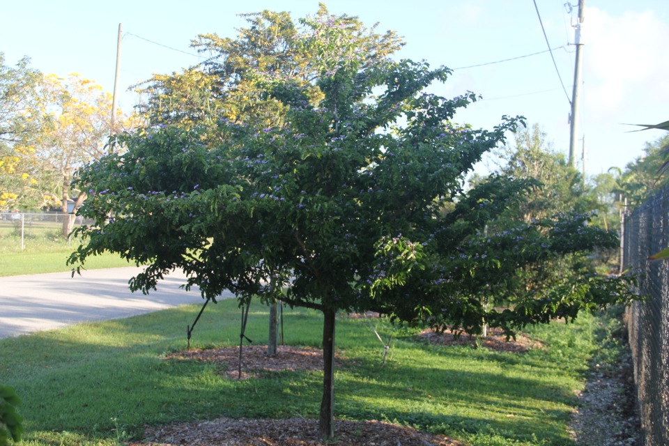 Guaiacum sanctum, Lignum Vitae | PlantVine