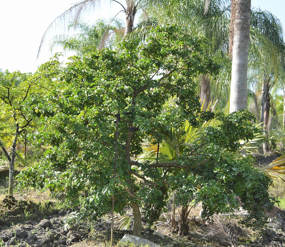 Buy Guaiacum sanctum, Lignum Vitae | Free Shipping over $100