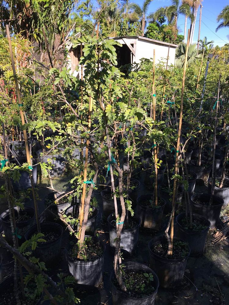 Guaiacum sanctum, Lignum Vitae | PlantVine