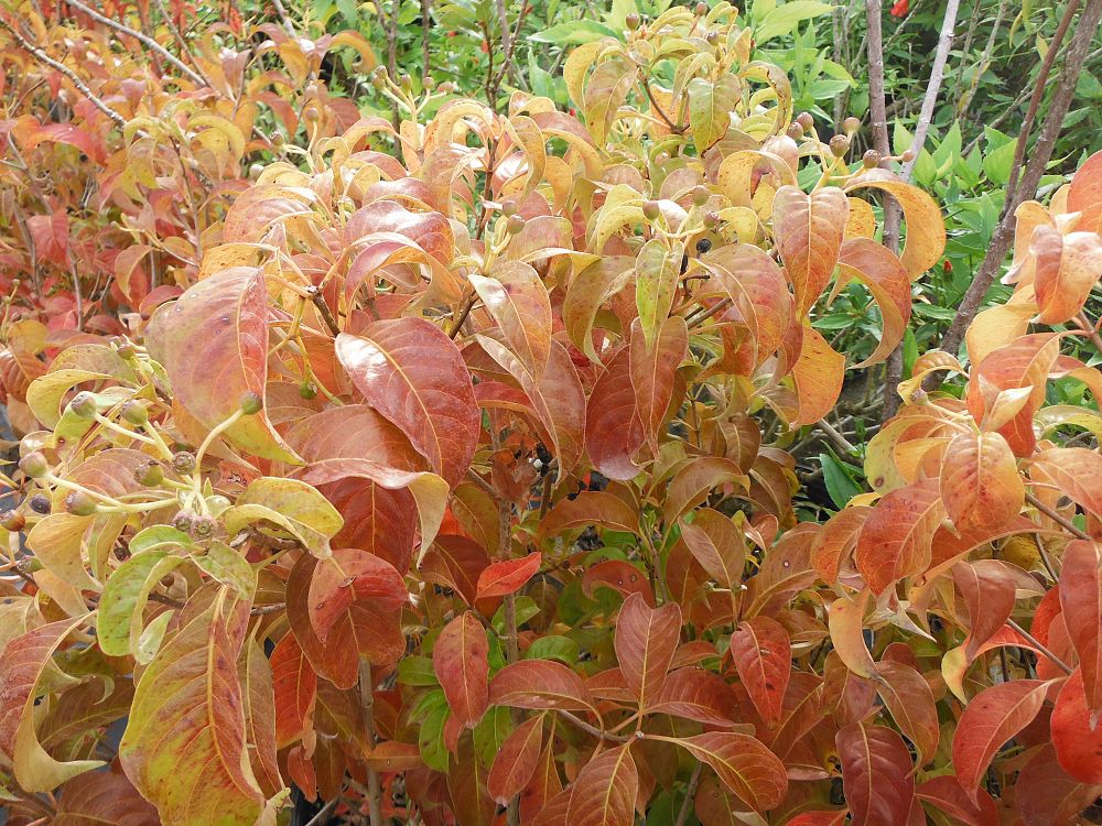 Buy Hamelia cuprea, Bahama Firebush | Free Shipping over $100