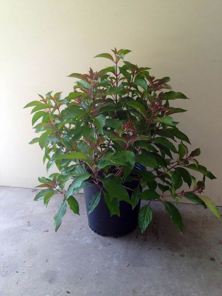 Hamelia patens, Firebush, Hummingbird Bush | PlantVine