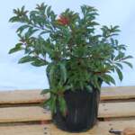 Hamelia patens 'Compacta', Firebush dwarf compact, Hummingbird Bush ...