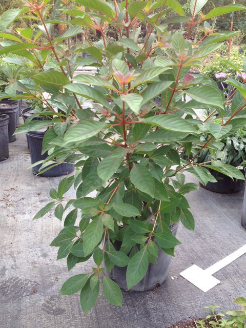 Hamelia patens, Firebush, Hummingbird Bush | PlantVine