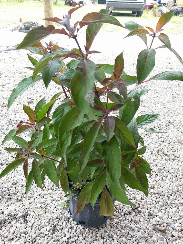 Hamelia patens, Firebush, Hummingbird Bush | PlantVine