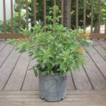 Hamelia patens 'Compacta', Firebush dwarf compact, Hummingbird Bush ...