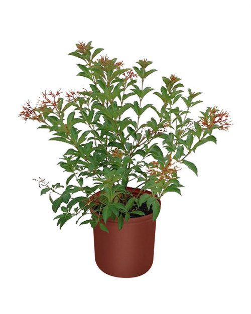 Buy Hamelia patens 'Compacta', Firebush dwarf compact, Hummingbird Bush ...
