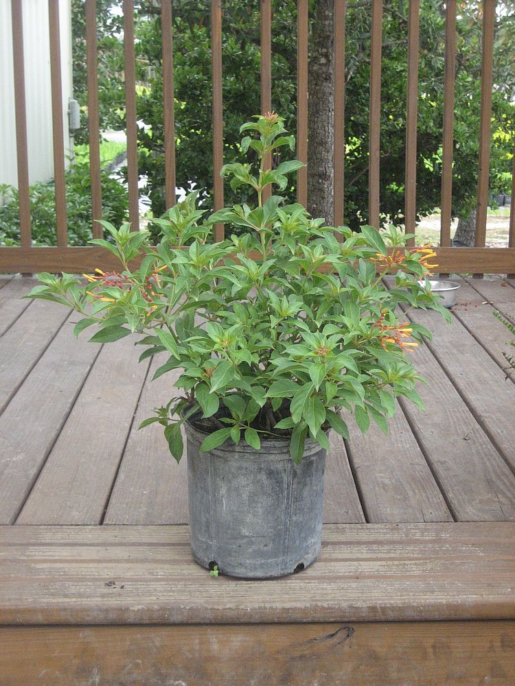 Hamelia patens 'Compacta', Firebush dwarf compact, Hummingbird Bush ...