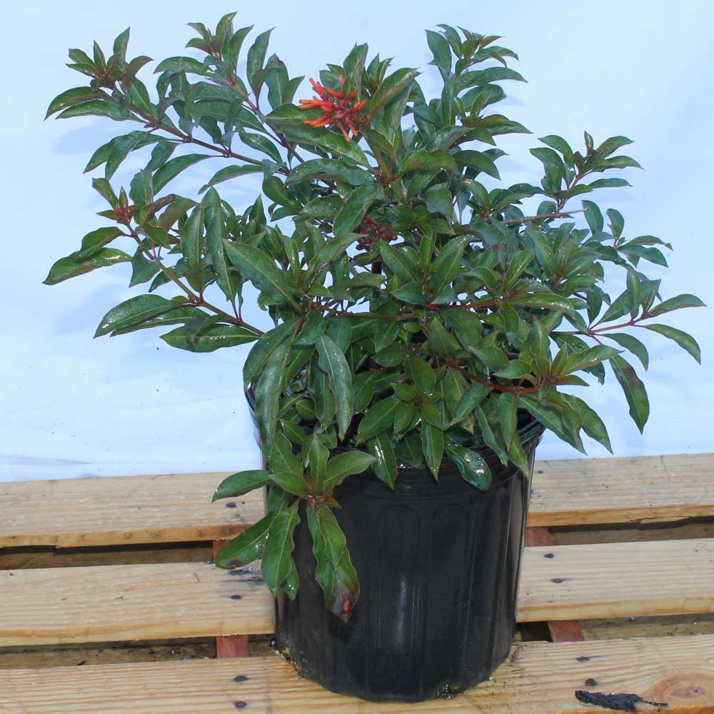 Hamelia patens, Firebush, Hummingbird Bush | PlantVine