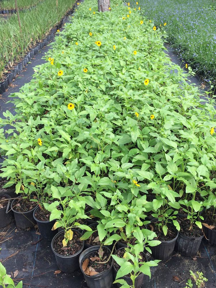 Helianthus debilis, Dune Sunflower, Beach Sunflower | PlantVine
