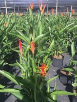 Heliconia psittacorum 'Andromeda' | PlantVine