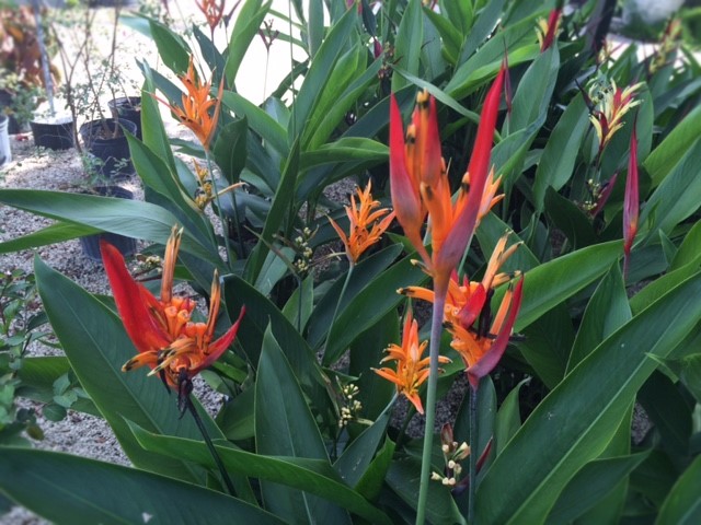 Heliconia psittacorum 'Andromeda' | PlantVine