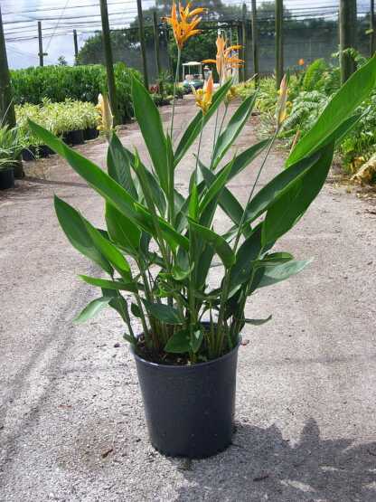 Heliconia ‘Choconiana’ | PlantVine