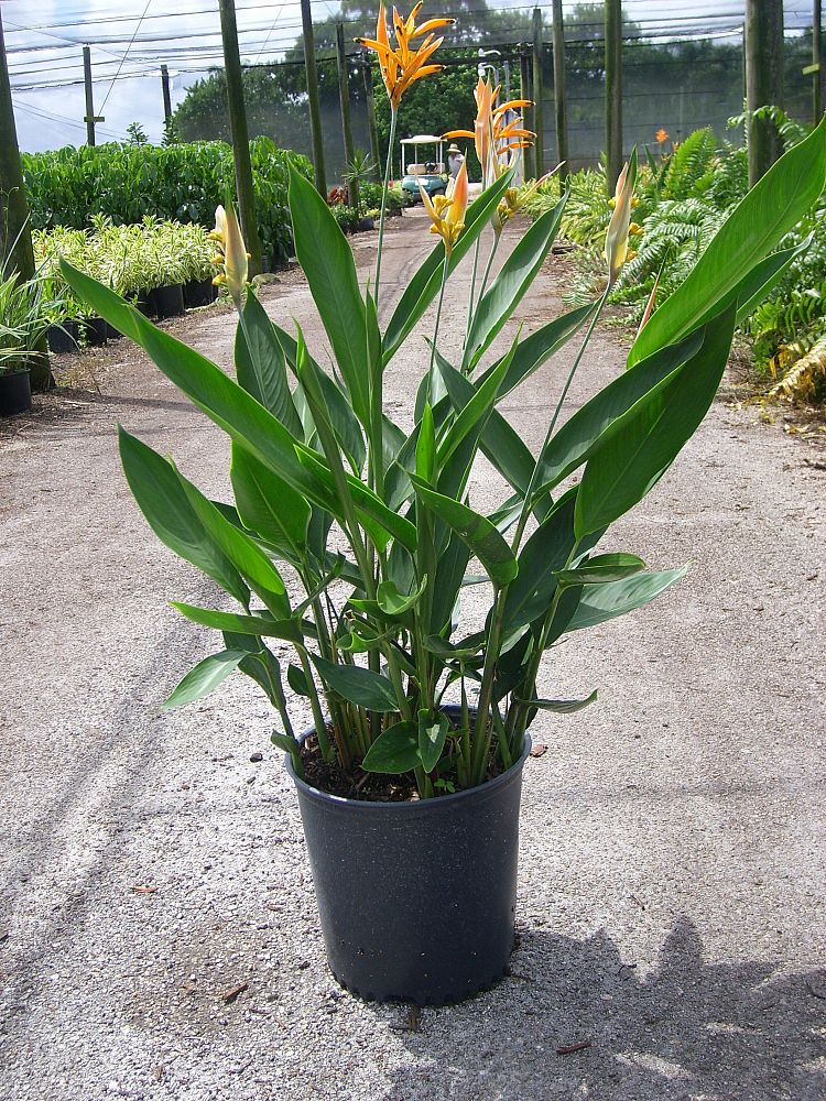 Heliconia psittacorum 'Choconiana' | PlantVine
