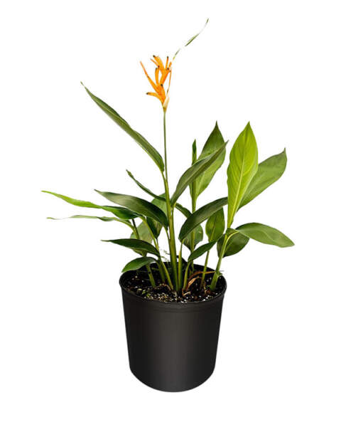 Heliconia psittacorum ‘Choconiana’ | PlantVine