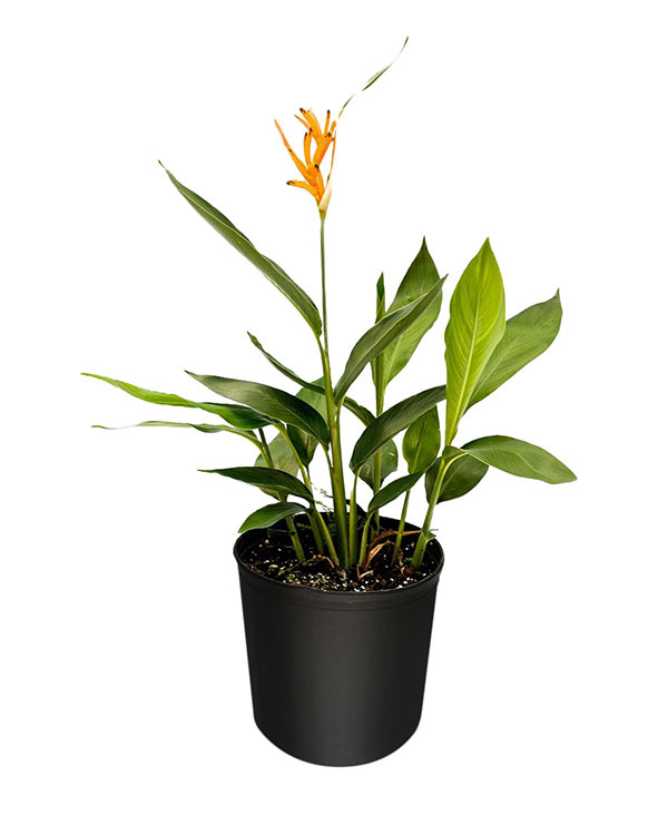 Heliconia psittacorum ‘Choconiana’ | PlantVine