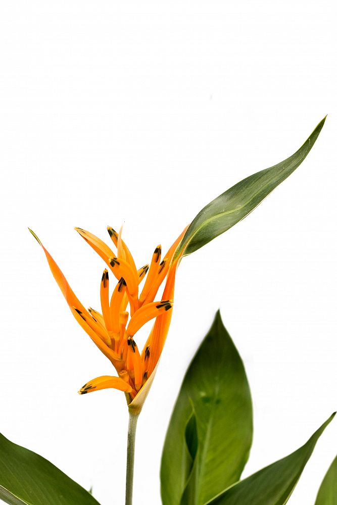 Heliconia ‘Choconiana’ | PlantVine