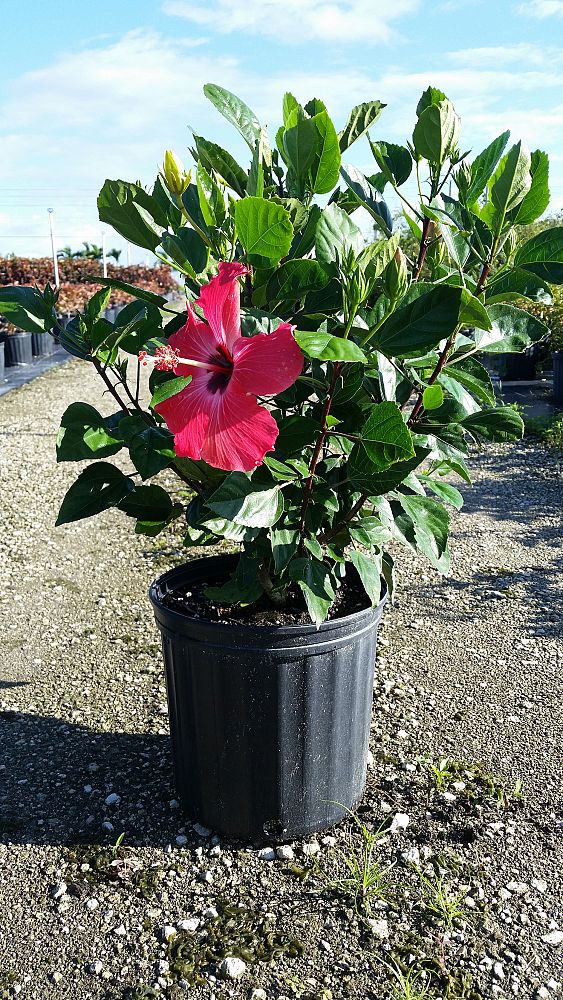Hibiscus 'Painted Lady' – Tree or Bush | PlantVine