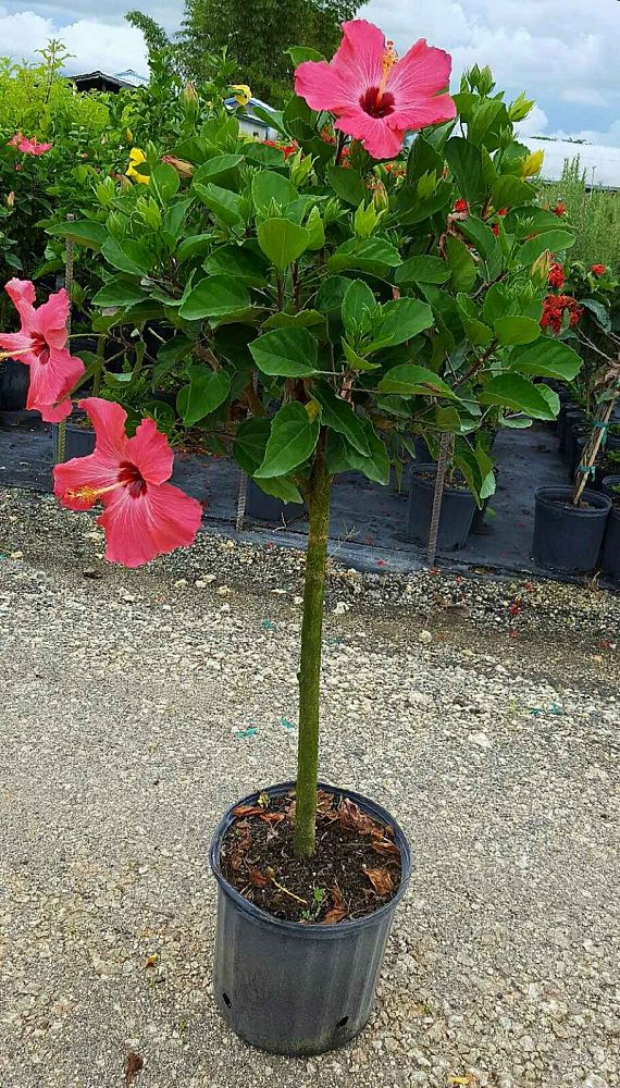 Hibiscus 'Painted Lady' – Tree or Bush | PlantVine