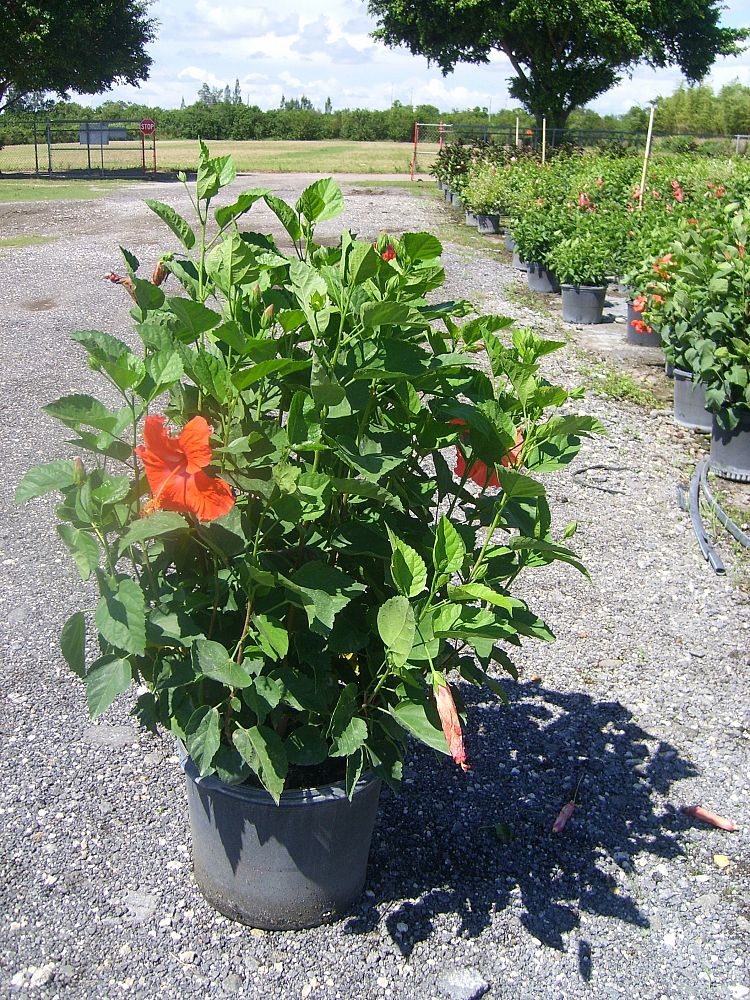Buy Hibiscus 'President Red' | Free Shipping over $100